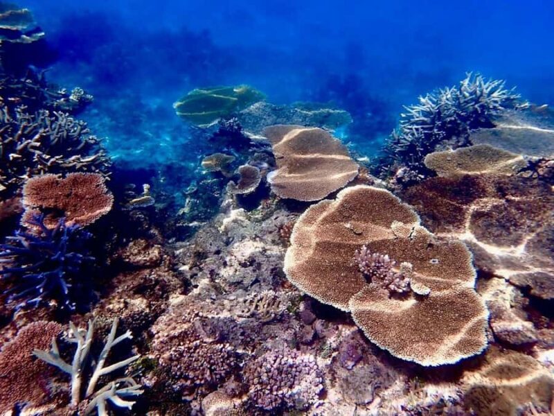 Townsville & Magnetic Island: MOUA & Reef Snorkel Experience - Authentic Experiences & Traveler Insights