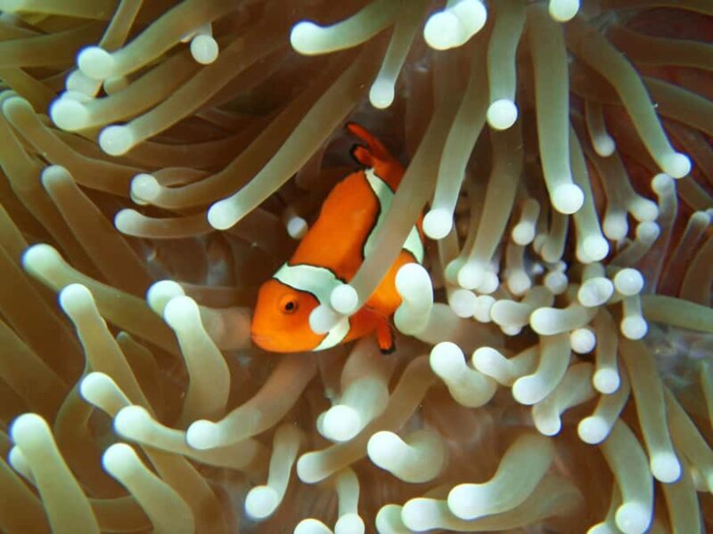 Townsville & Magnetic Island: Reef Explorer Scuba Experience - FAQ