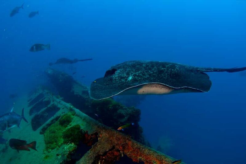 Townsville or Magnetic Island: Yongala Wreck Dive Day Trip - Final Thoughts