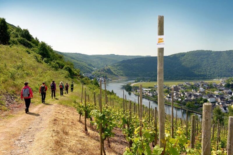 Traben-Trarbach / Bernkastel-Kues, Moselle: Wine experience hike - Practical Details and Considerations