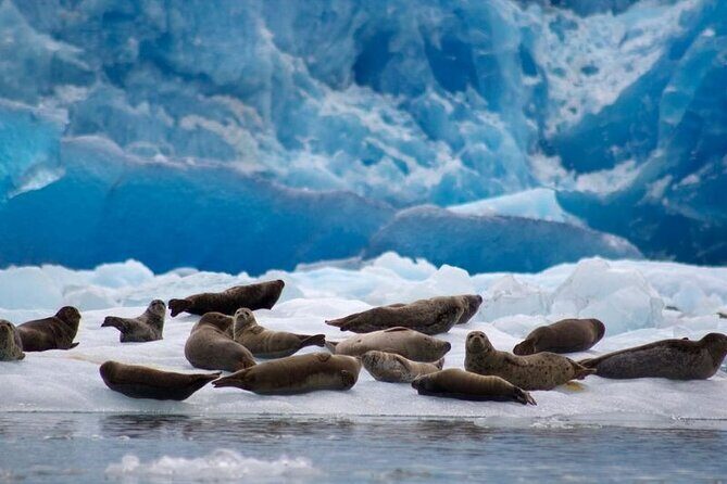 Tracy Arm Fjord and Glacier Explorer from Juneau - FAQ