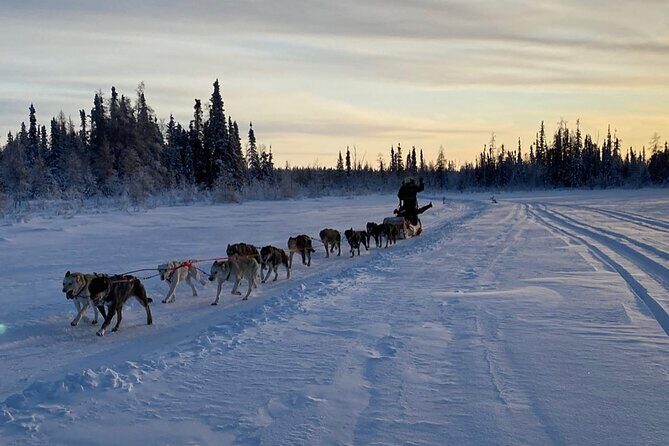 Traditional Dog Sledding Adventure in Yellowknife - The Sum Up  