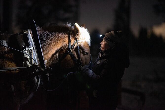 Traditional Finnhorse Sleigh Ride at SCV (3km) - Key Points