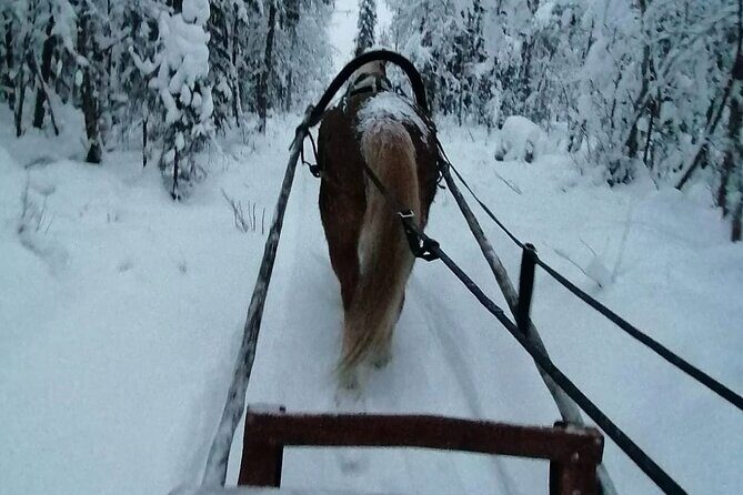 Traditional Finnhorse Sleigh Ride at SCV (3km) - The Experience in Detail