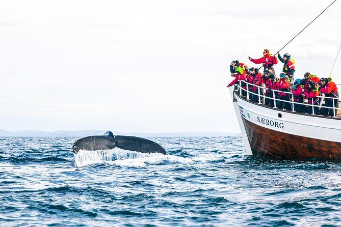 Traditional Oak Ship Whale Watching Tour From Husavik - Frequently Asked Questions