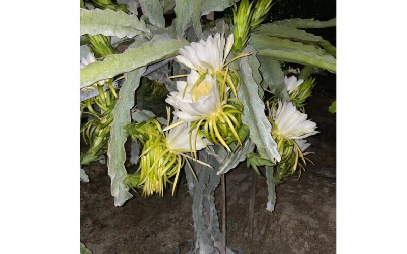 Traditional Olive Grove and Dragon Fruit Farm Tour - Discovering Crete’s Hidden Agriculture Gems: A Review of the Olive Grove and Dragon Fruit Farm Tour