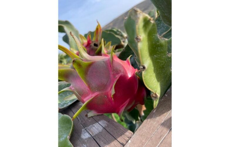 Traditional Olive Grove and Dragon Fruit Farm Tour - Key Points