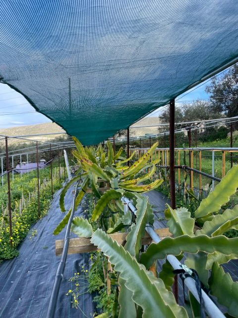 Traditional Olive Grove and Dragon Fruit Farm Tour - Why This Tour Is Perfect for You