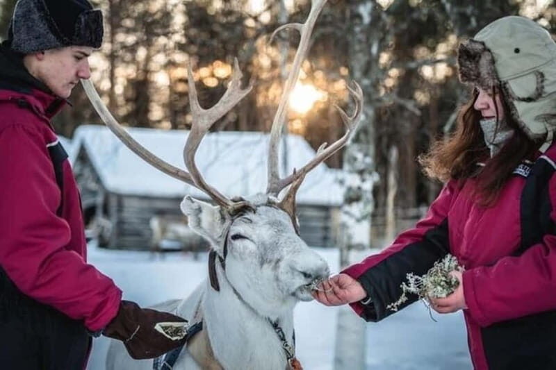 Traditional Reindeer Farm Visit with a Short Sleigh Ride - Frequently Asked Questions