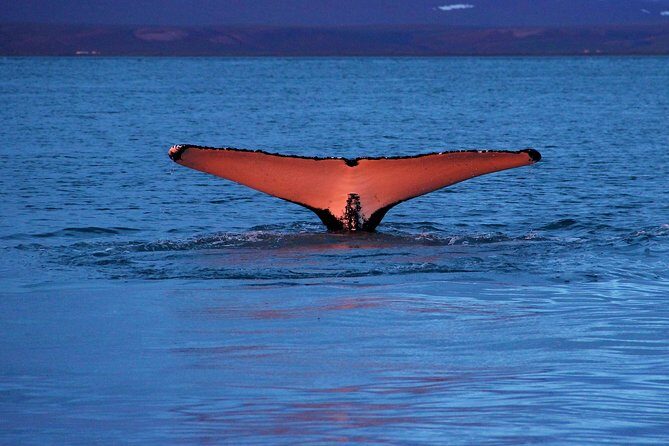 Traditional Whale Watching from Húsavík by Local Family Company - Who Will Love This Tour?