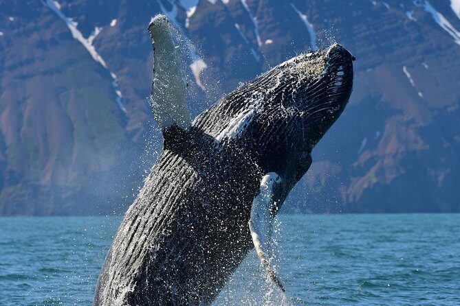 Traditional Whale Watching from Húsavík by Local Family Company - Final Words
