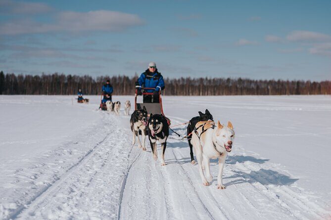 Trail of Tails Step into the Mushing Life in 5KM Husky Safari - Trail of Tails Step into the Mushing Life in 5KM Husky Safari