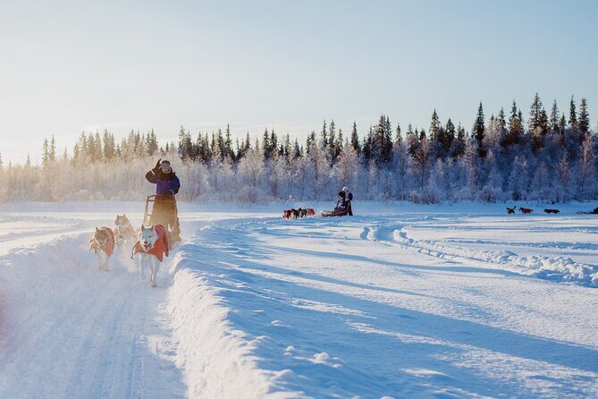 Trail of Tails Step into the Mushing Life in 5KM Husky Safari - Key Points