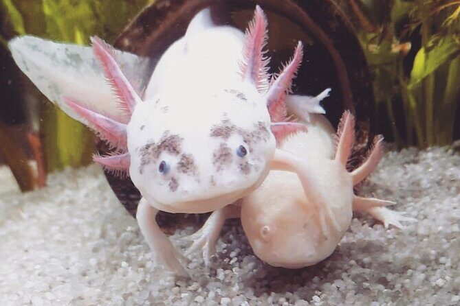 Trajinera ride in Xochimilco - The Itinerary: What’s in Store?