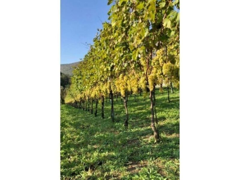 Tramonti: Tenuta San Francesco Wine Tasting - Why This Tour Offers Great Value