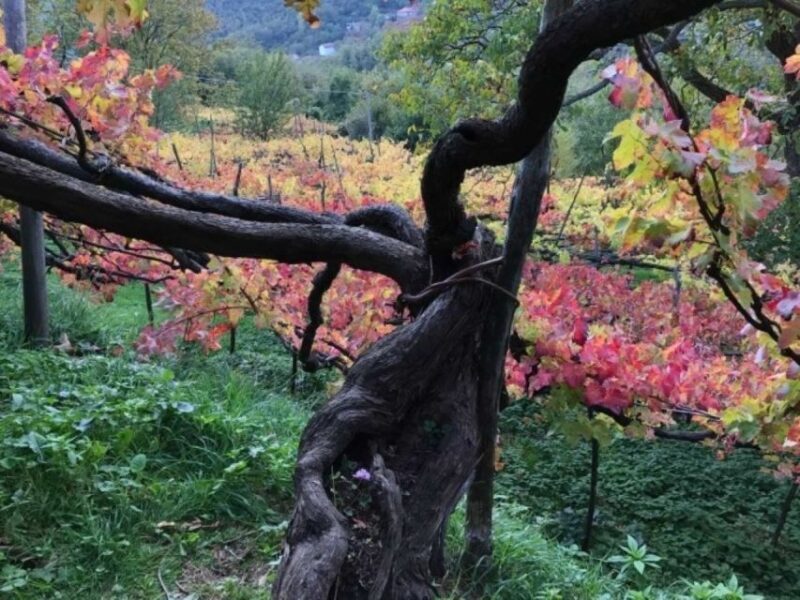 Tramonti: Tenuta San Francesco Wine Tasting - FAQs