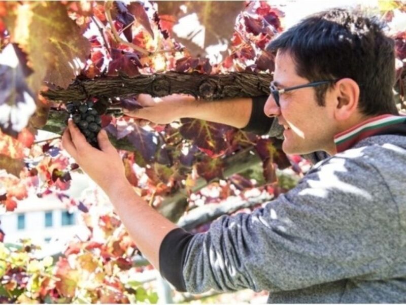 Tramonti: Vineyard & Winery Tour with Tasting & Appetizers - The Highlights: Why This Tour Stands Out