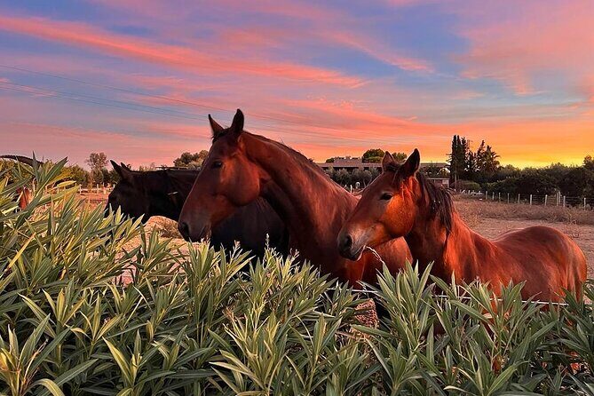 Trani: Wine tasting & Light Lunch in a Vineyard - Key Points