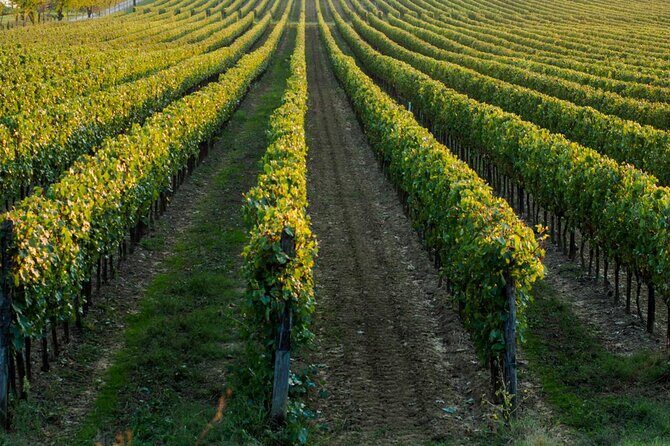 Trani: Wine tasting & Light Lunch in a Vineyard - An Authentic Puglia Wine Experience in Trani