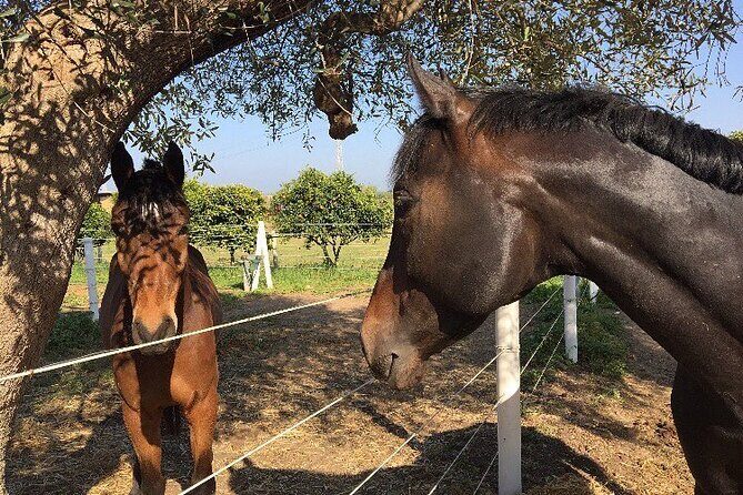 Trani: Wine tasting & Light Lunch in a Vineyard - Practical Considerations