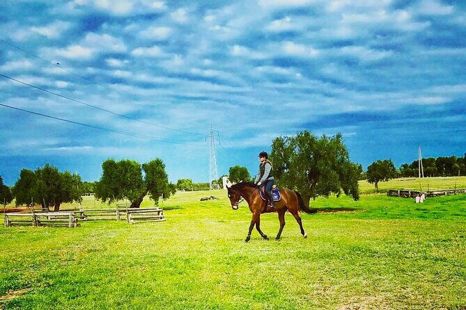 Trani: Wine tasting & Light Lunch in a Vineyard - Who Would Love This Tour?  