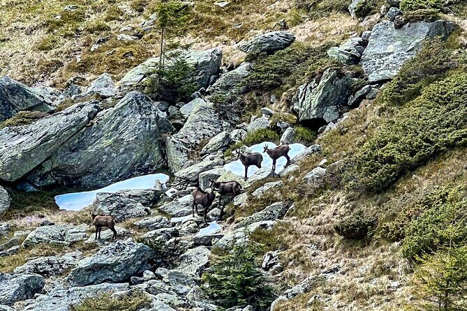 Transfagarasan Highway and Bran Castle Day Trip From Brasov - What’s Included and What to Expect