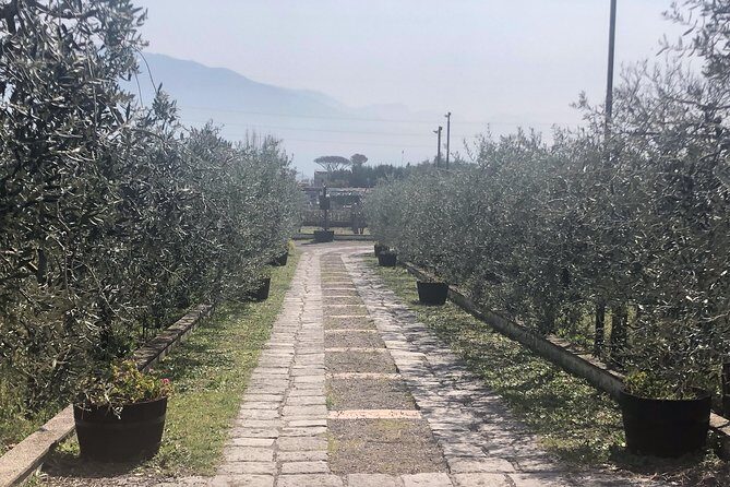 Transfer from Civitavecchia to Sorrento - Additional Insights and Tips