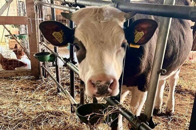 Transfer from/to Naples - The Experience in Practice: What You Can Expect