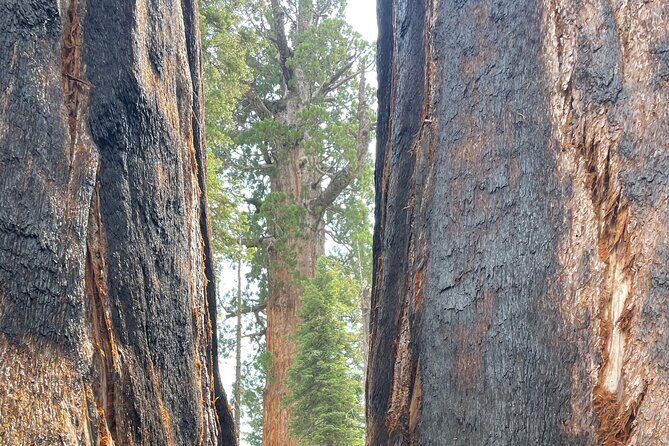 Transformative Outdoor Day Retreat Among the Giant Sequoias - An In-Depth Look at the Experience