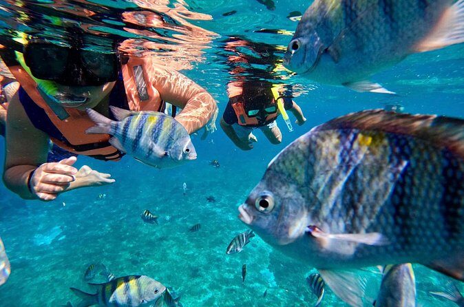 Transparent Boat Tour in Cozumel Reefs - The Sum Up