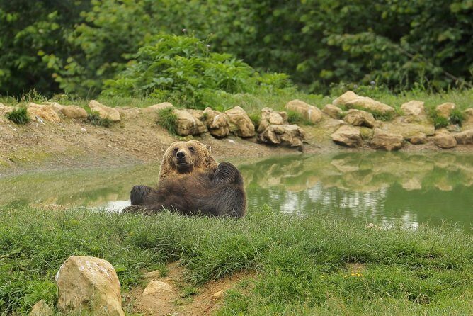 Transylvania with Dracula Castle, Bear Sanctuary and Brasov - FAQ