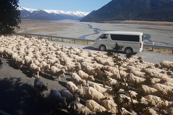 Tranz Alpine Train Tour - The Guided Aspect and Personal Touch