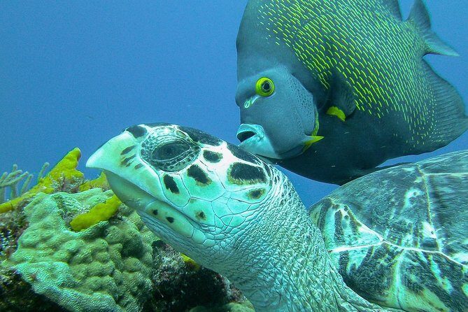 Travel ABOARD A JEEP and visit the most iconic places of Cozumel! - FAQ