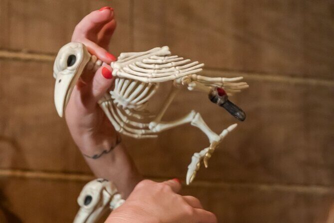 Treasure Island Escape Room Experience in Avondale - FAQ