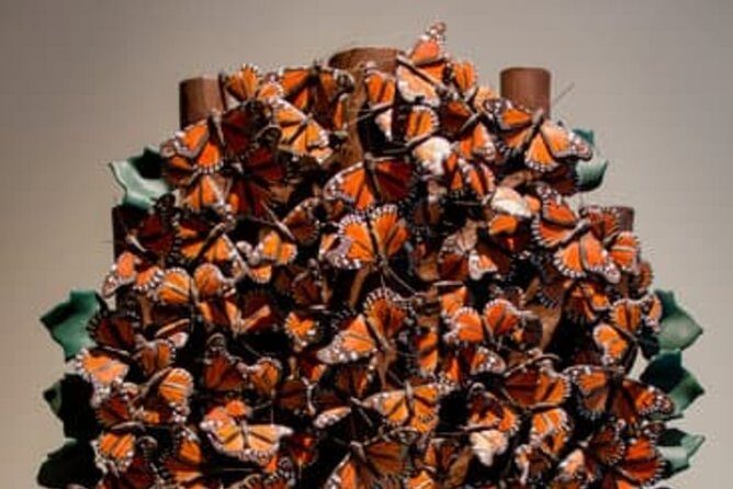 Tree of Life - Discovering the Tree of Life Tour in Mexico City