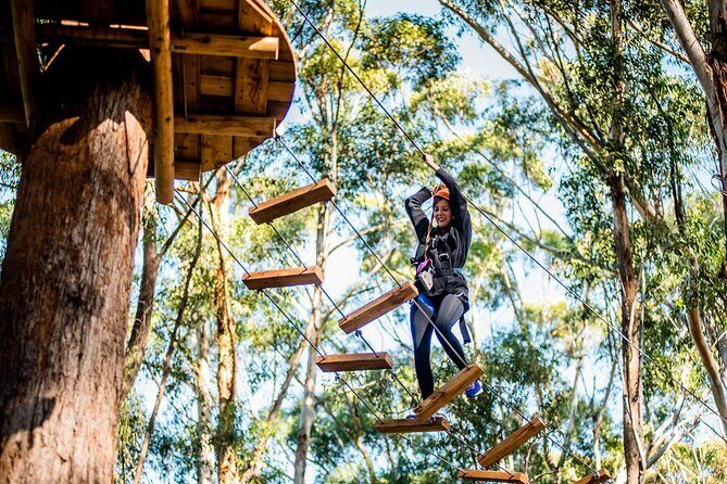 Treetops Adventure Coffs Harbour Tree Ropes Course - What to Expect from Your Treetops Adventure