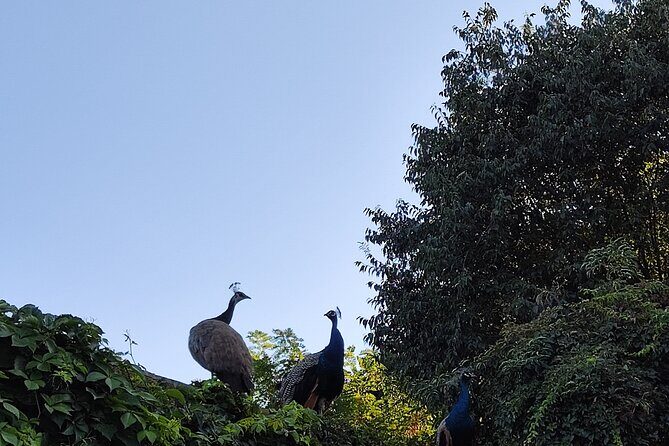 Trekking in the Wood with picnic on the turtles lake - The Sum Up