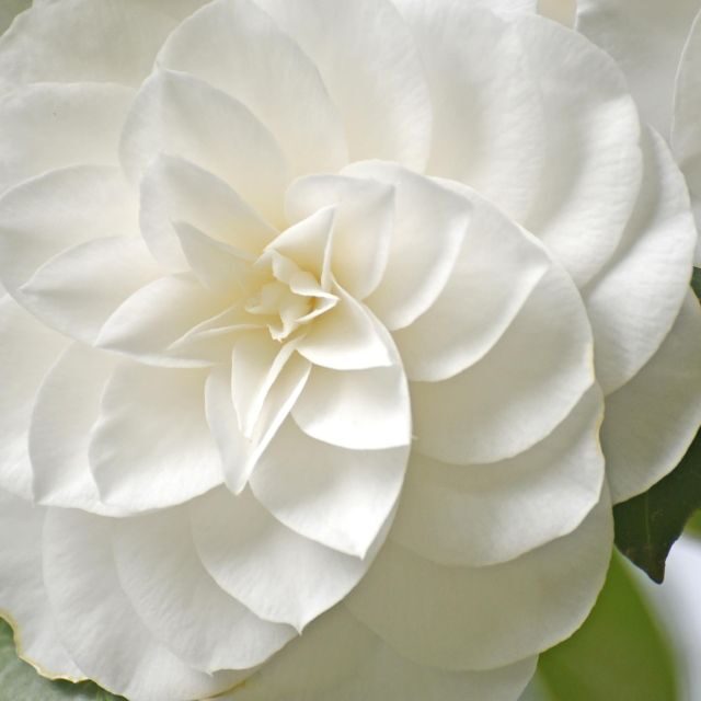 Tremezzina: Villa Carlotta Museum and Garden Entry Ticket - Who Is This Tour Best For?