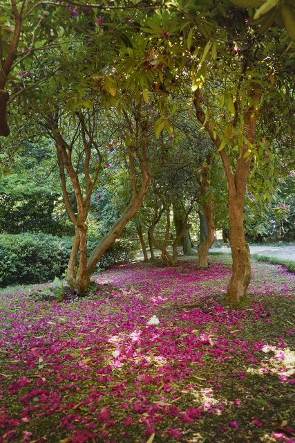 Tremezzina: Villa Carlotta Museum and Garden Entry Ticket - The Sum Up