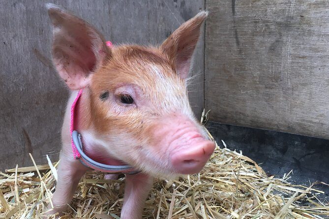 Trevena Glen 1hr Animal Tour - Price and Value: Is It Worth It?