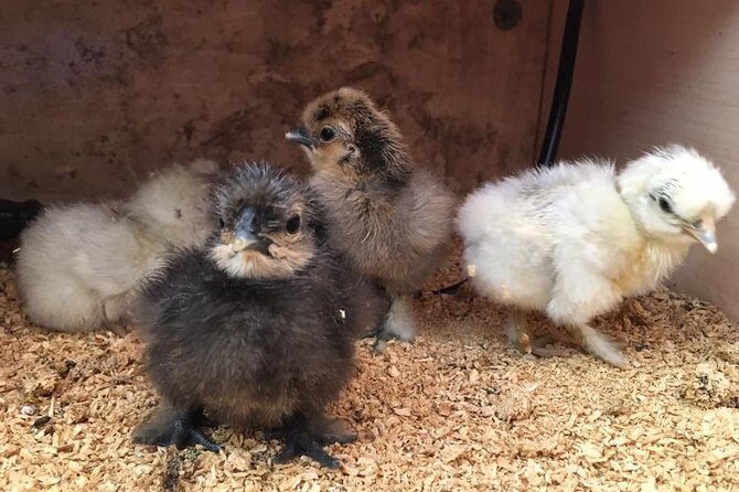 Trevena Glen 1hr Animal Tour - The Sum Up: Why Choose Trevena Glen?