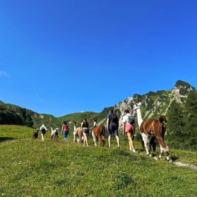 Triesenberg: Walk with Llamas in the Mountains - Triesenberg: Walk with Llamas in the Mountains — A Unique Alpine Experience