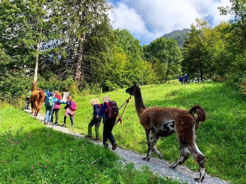Triesenberg: Walk with Llamas in the Mountains - The Sum Up