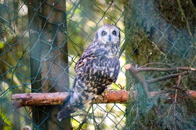 Trip to Ranua Wildlife Park - FAQ