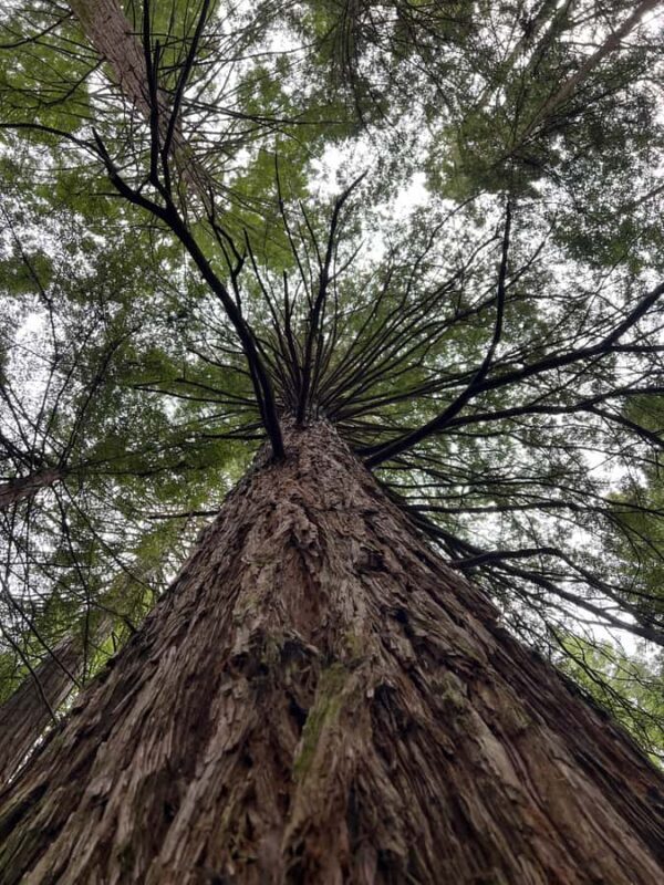 TRIPLE DEAL Wai-O-Tapu, Redwood & Blue Spring from Auckland - Wai-O-Tapu Thermal Wonderland: A Surreal Landscape