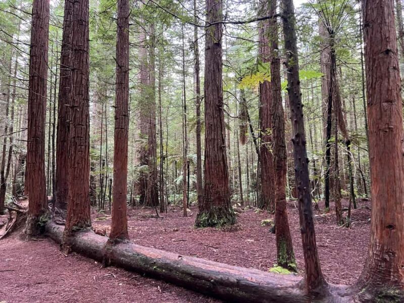 TRIPLE DEAL Wai-O-Tapu, Redwood & Blue Spring from Auckland - Authentic Feedback: What Travelers Say