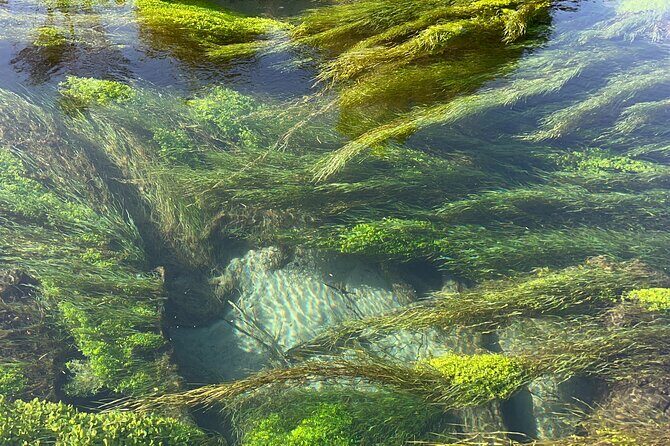 TRIPLE DEAL Wai-O-Tapu, Redwood Forest & Blue Springs Ex Auckland - Starting Early for a Full Day