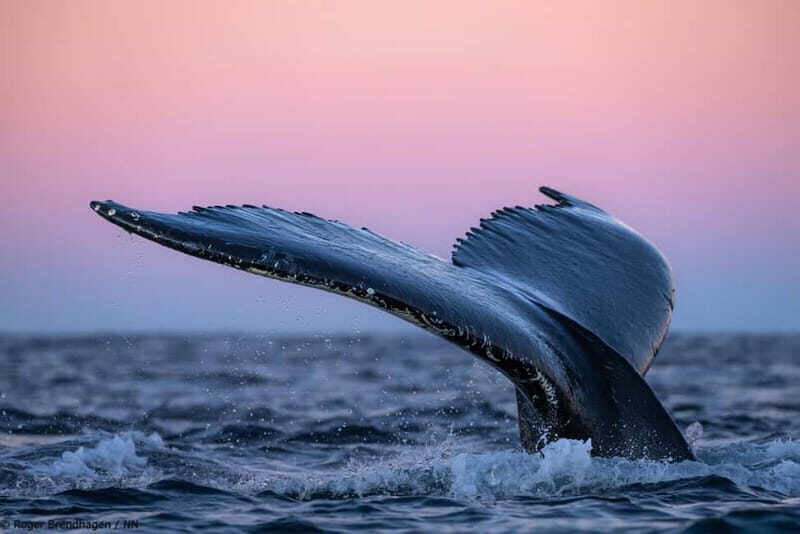 Tromsø: 24hr Northern Lights & Whale Watching Cruise - What Makes This Tour Stand Out?