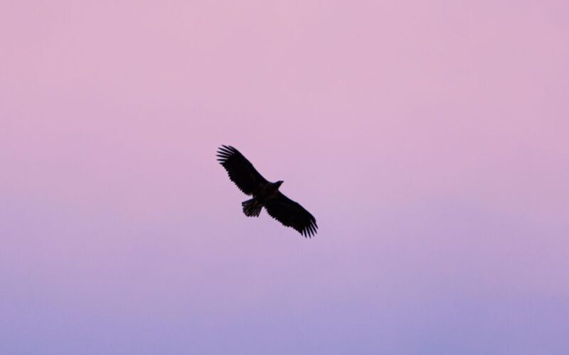 Tromsø: Arctic Fjord Cruise in Polar Landscapes - Who Would Love This Experience?