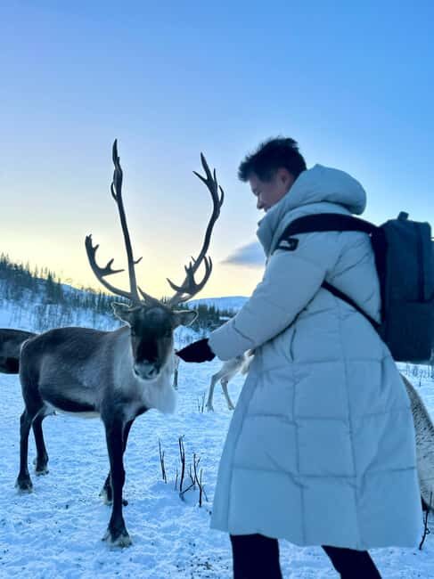 Tromsø: Arctic fjord sightseeing, Reindeer feeding and lunch - Key Points